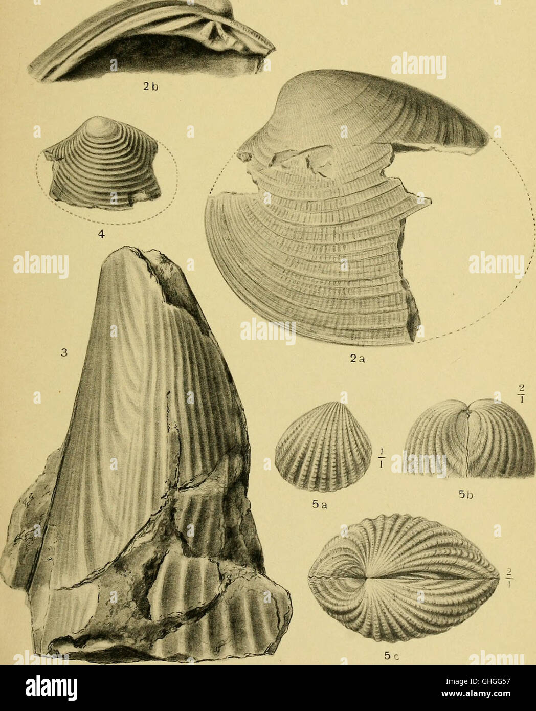 Zoologi hi-res stock photography and images - Alamy