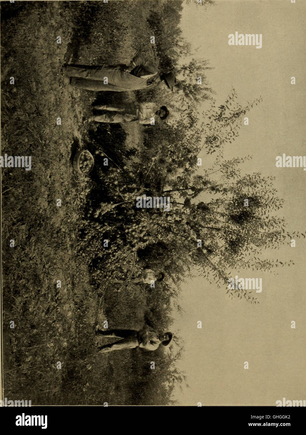 'The Codling Moth' (1903) focuses on the biology and behavior of the ...
