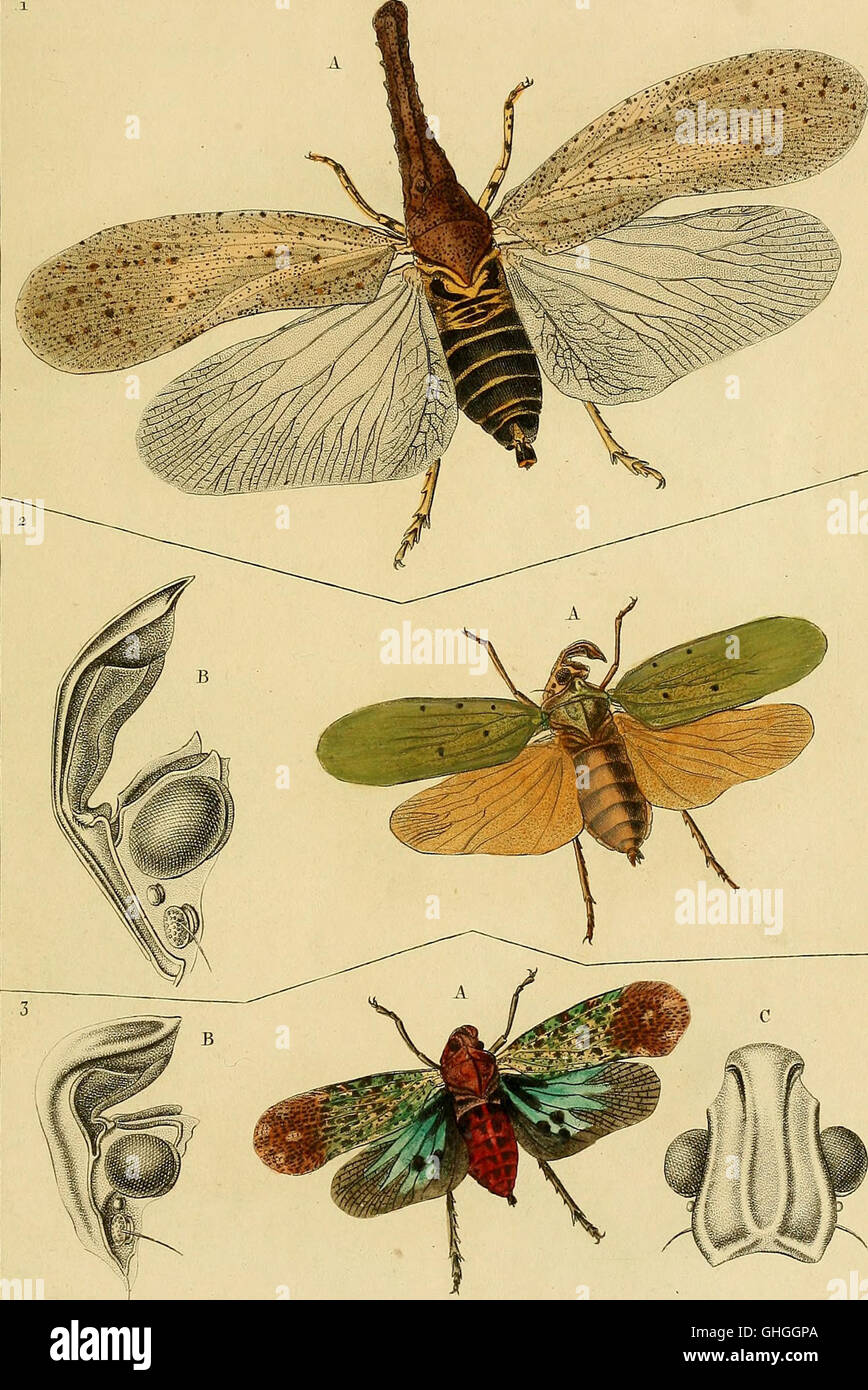 A 1839 French journal from the Société Entomologique de France, focused ...