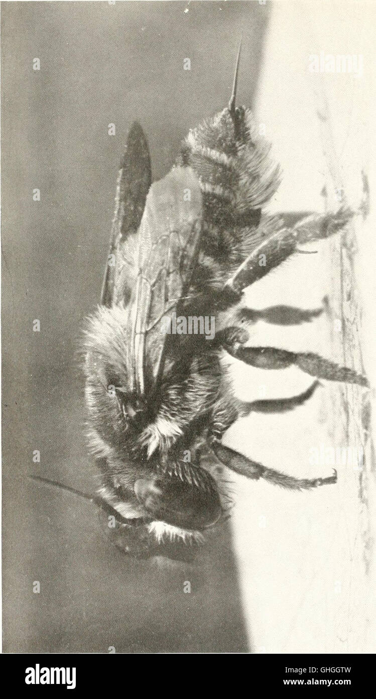The *Book of Monsters* (1914) offers a collection of mythical creatures ...