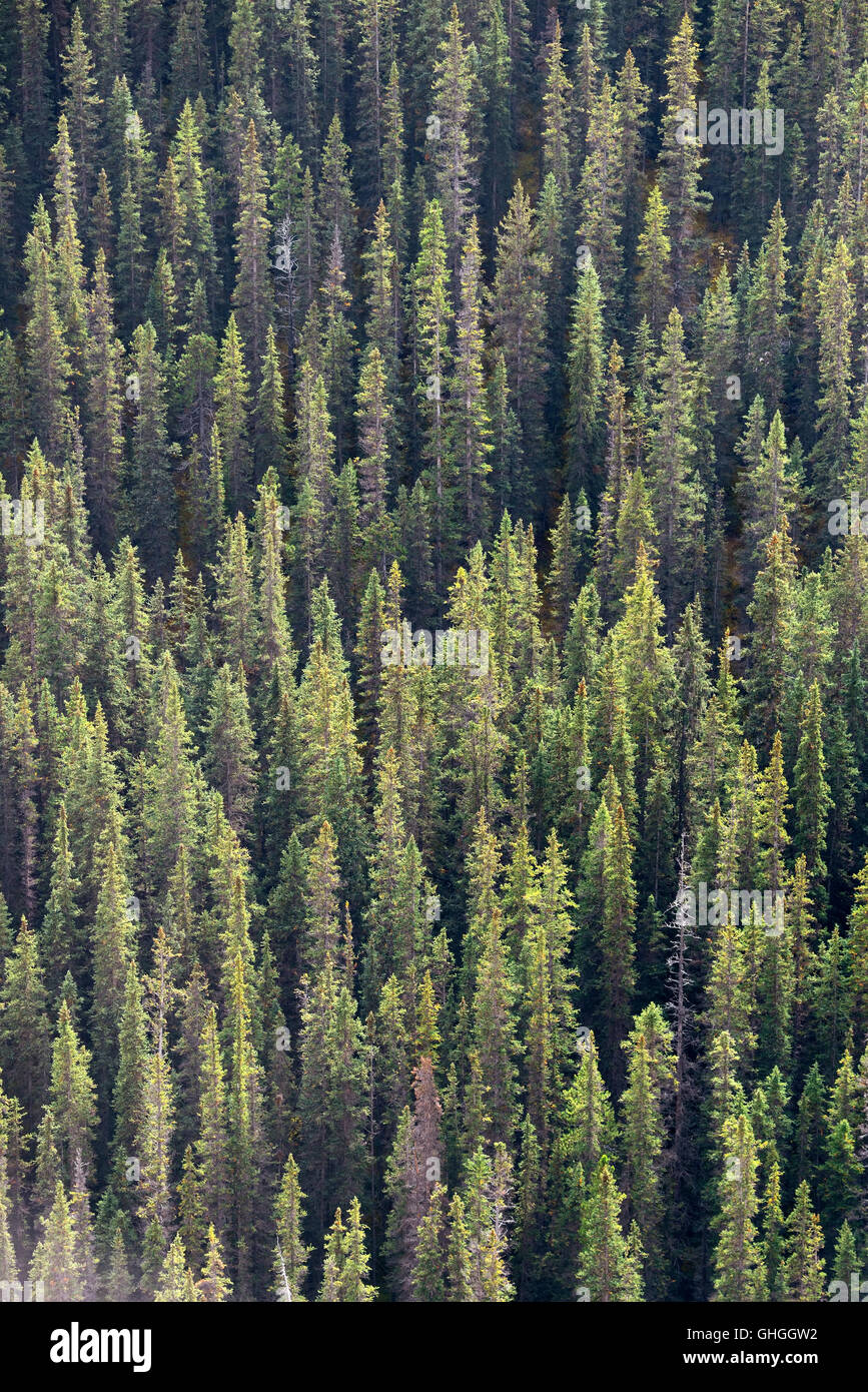 Forest abstract background in Banff National Park, Canada Stock Photo ...