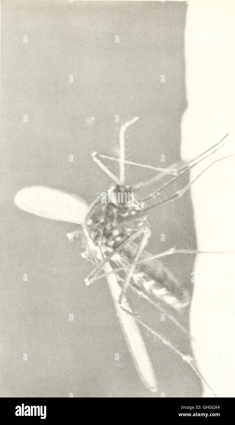 A macrophotograph from 'Book of Monsters' by David and Marian Fairchild ...