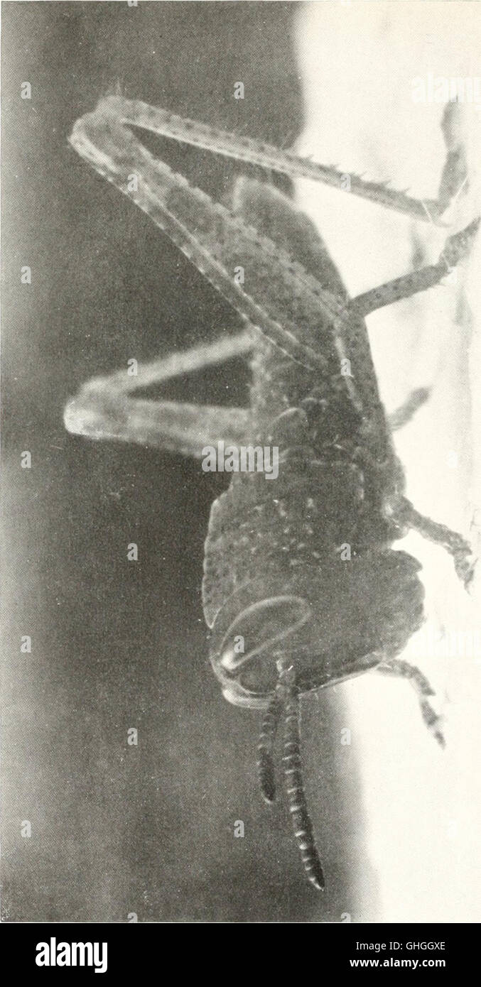 A 1914 book detailing various mythical and fictional monsters ...