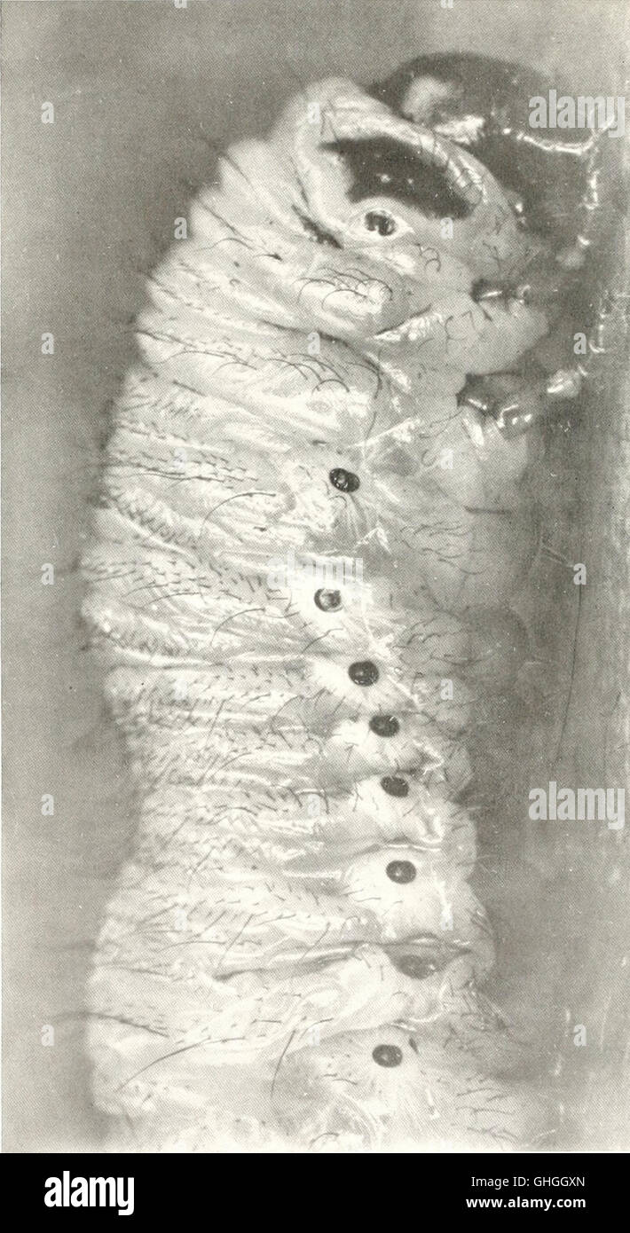 Published in 1914, the 'Book of Monsters' features various depictions ...