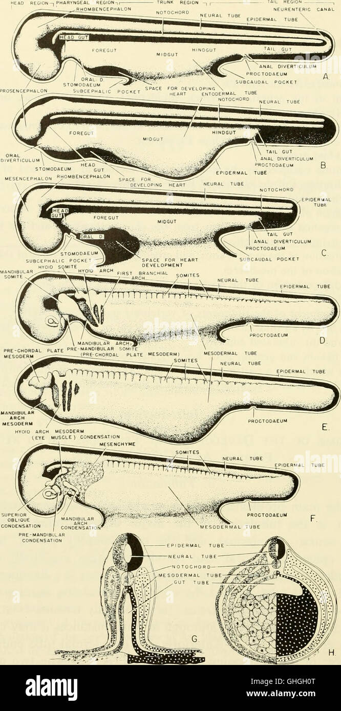 This comprehensive study focuses on the comparative embryology of ...