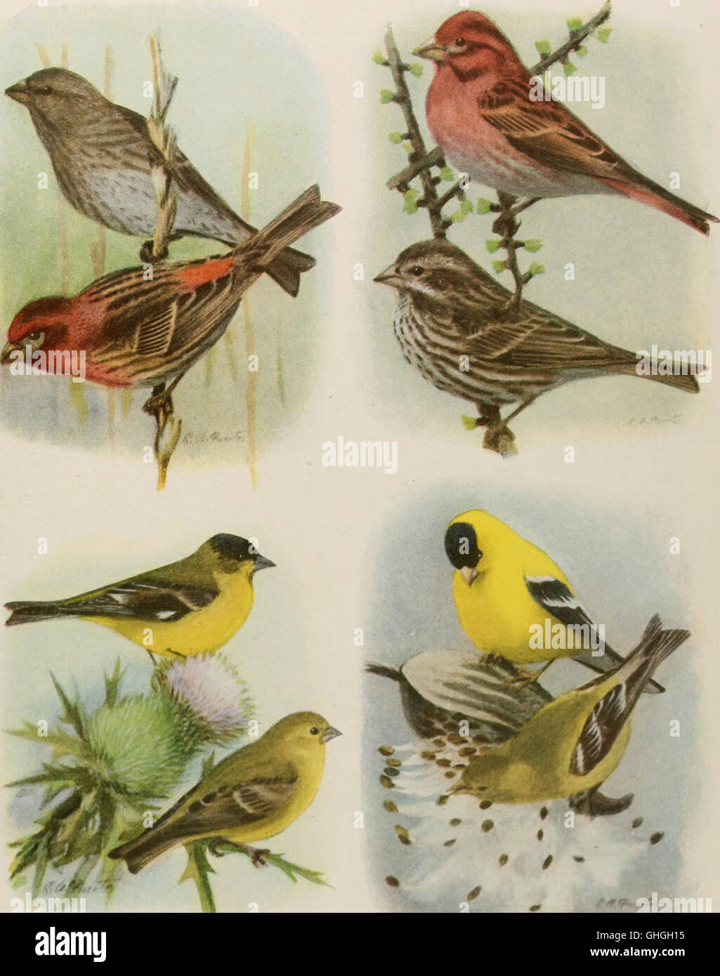 Published in 1921, 'The Book of Birds' provides detailed descriptions ...