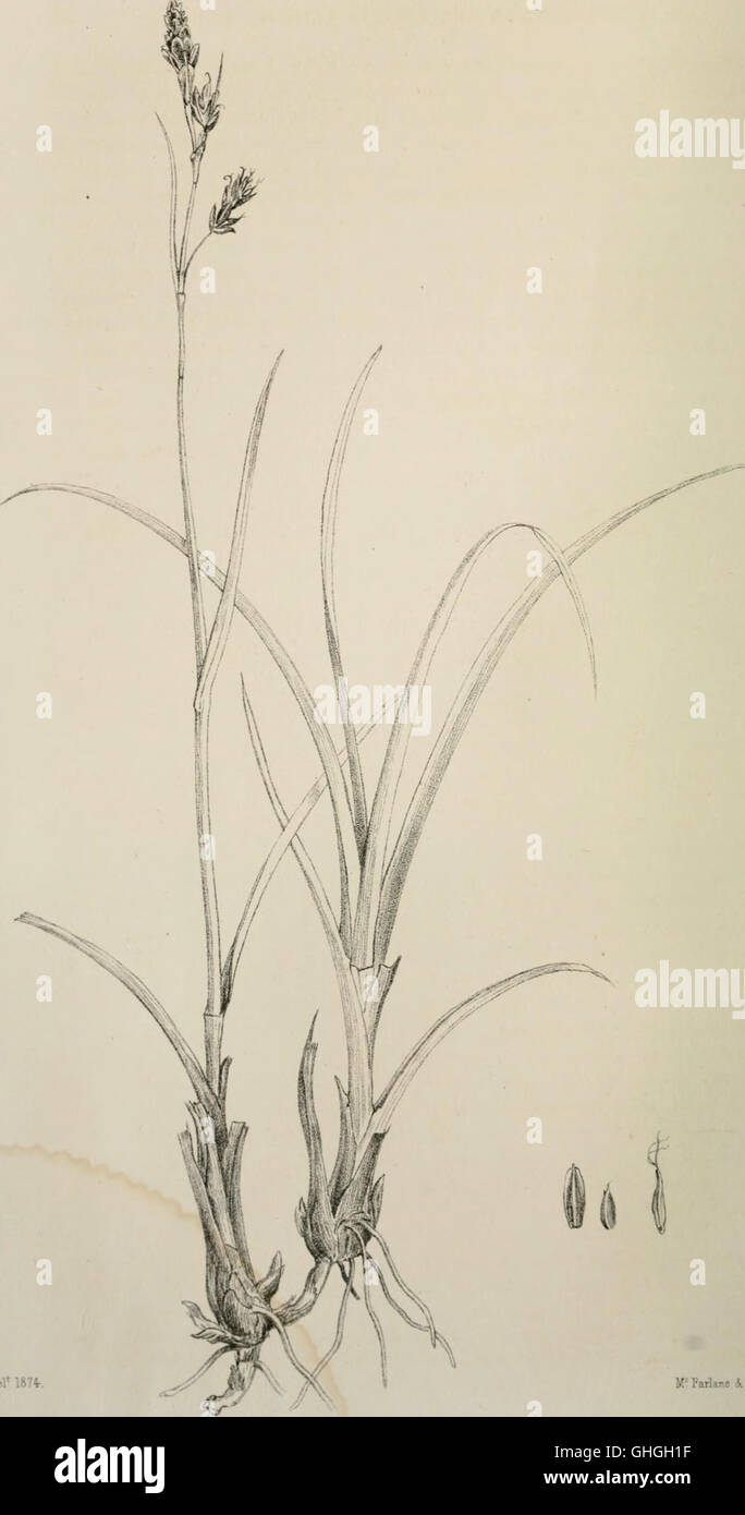 The Journal of Botany, British and Foreign, 1875, publishes articles on ...