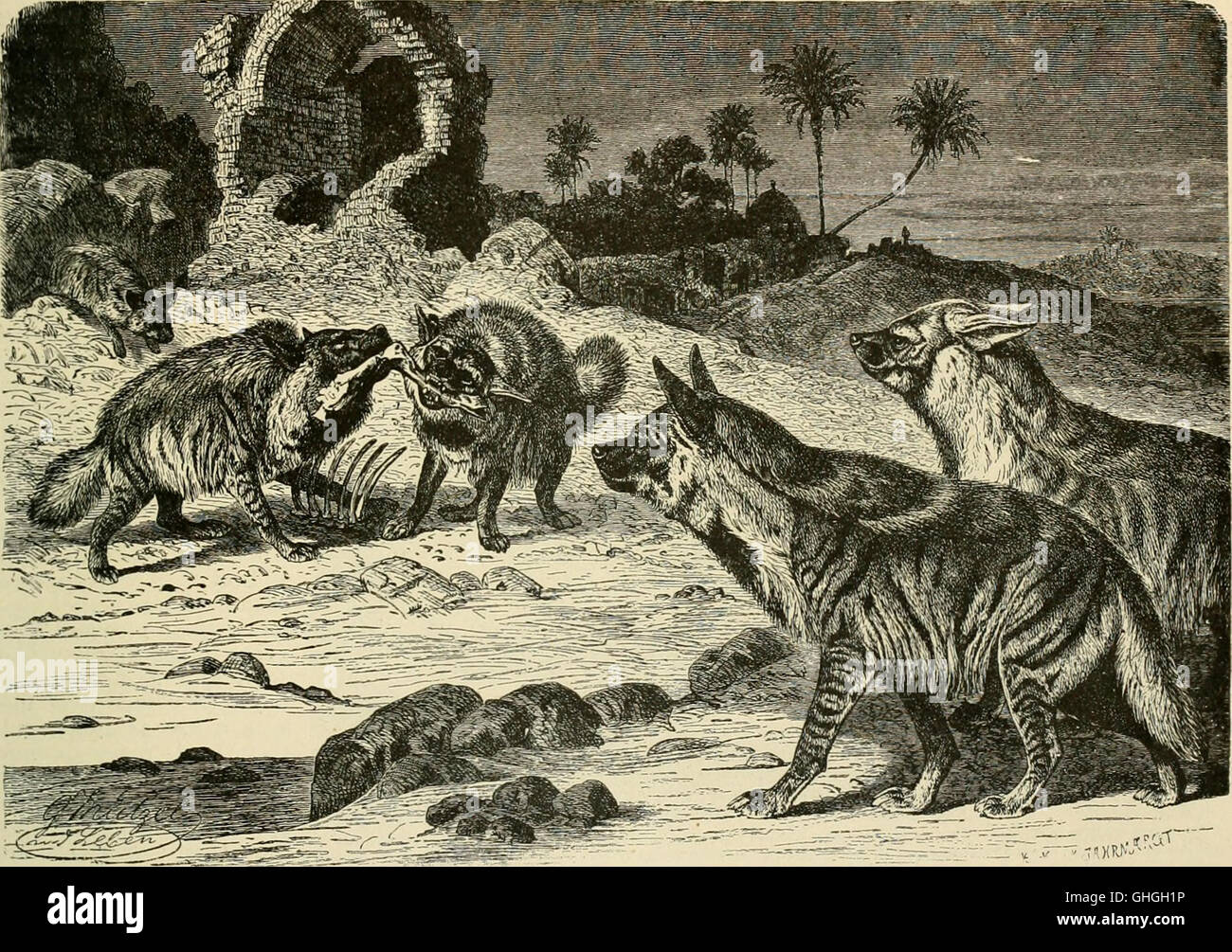 Brehm's Life of animals - a complete natural history for popular home ...