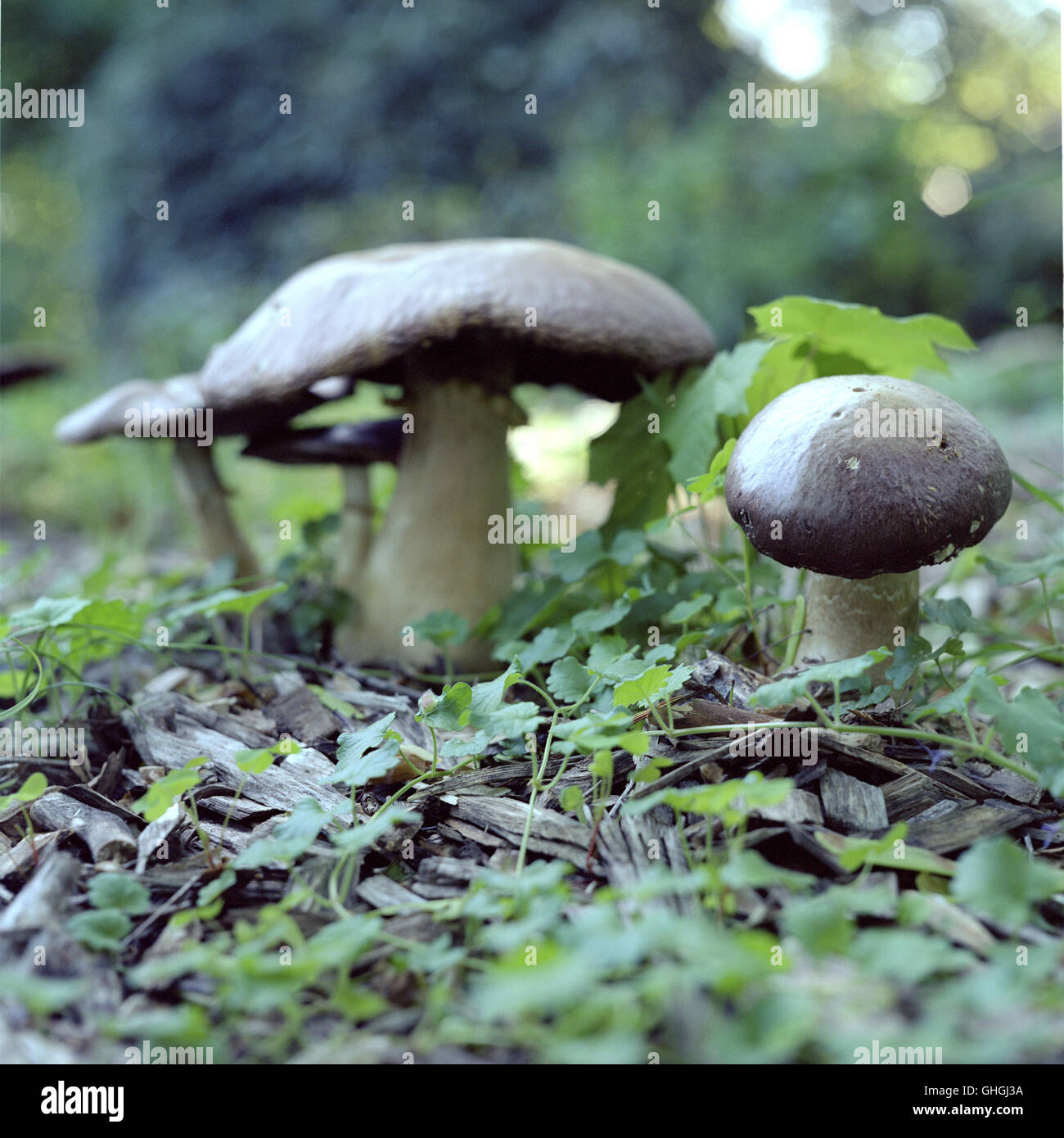 Wild fungi growing on a forest floor Stock Photo - Alamy