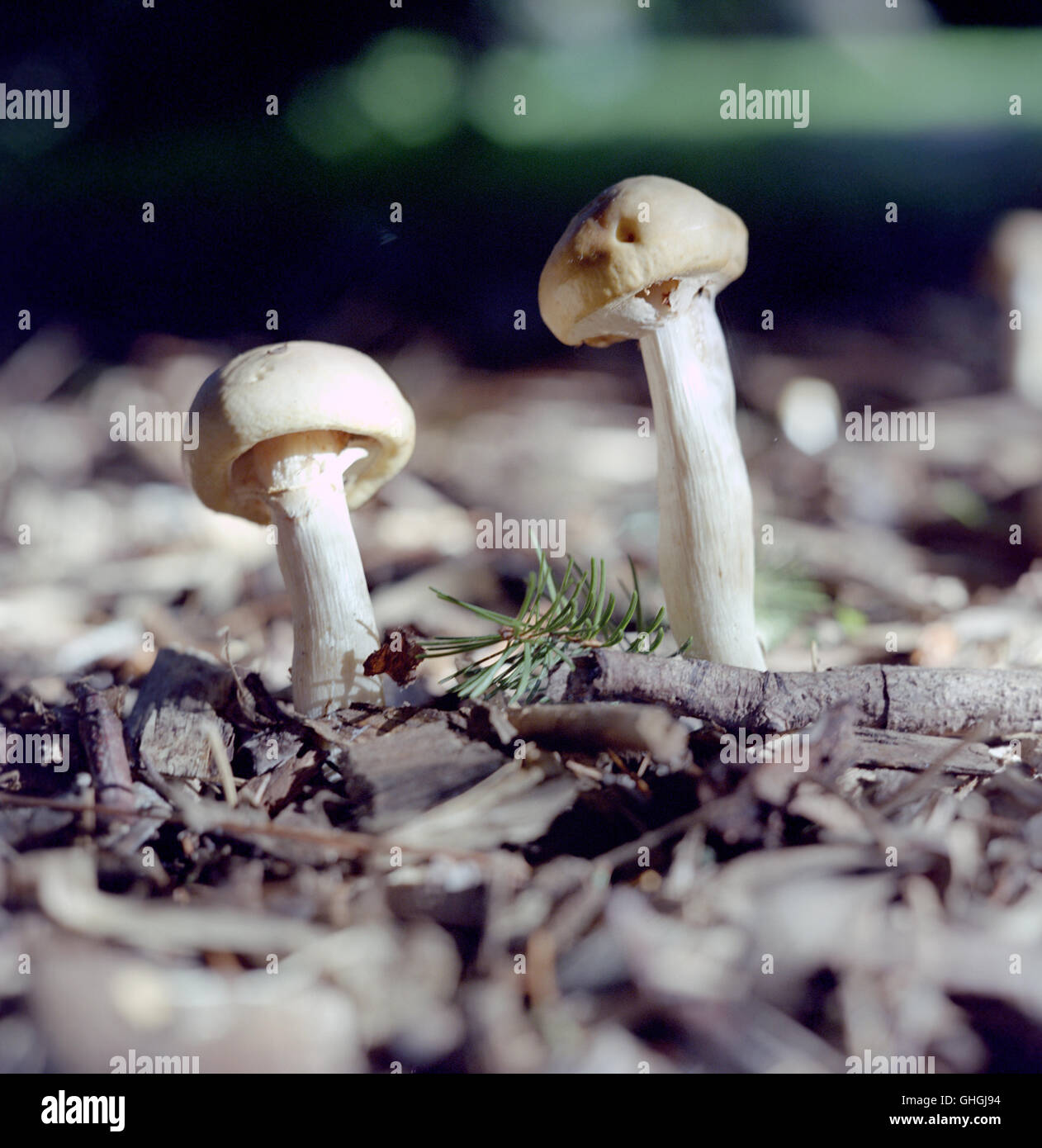 Wild fungi growing on a forest floor Stock Photo - Alamy