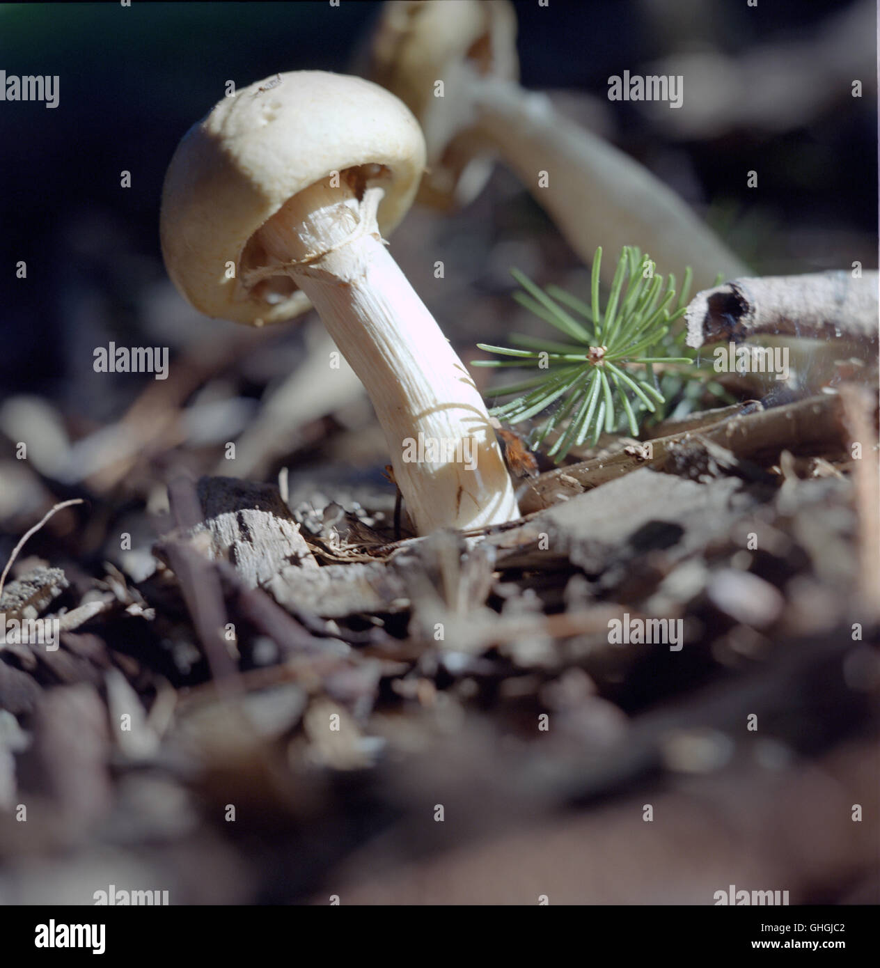 Wild fungi growing on a forest floor Stock Photo - Alamy