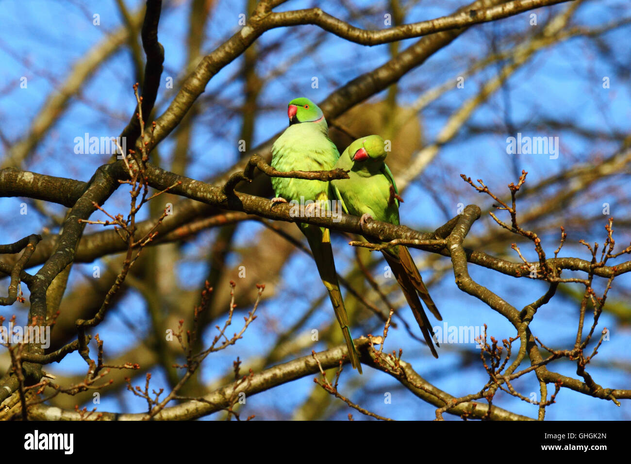 Rose-ringed or ring-necked parakeets (Psittacula krameri) in oak tree ...