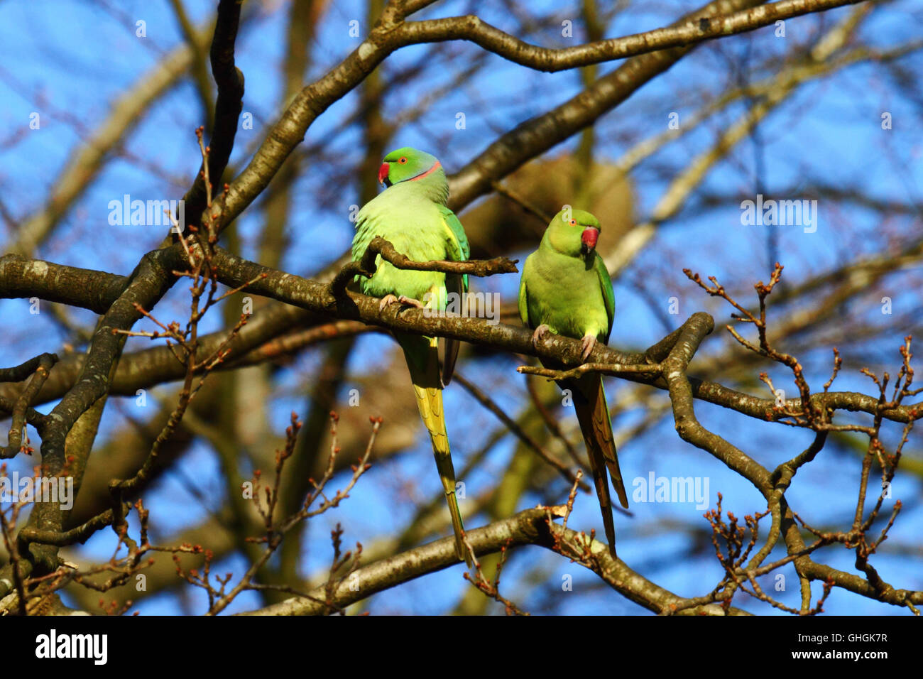Rose-ringed or ring-necked parakeets (Psittacula krameri) in oak tree ...