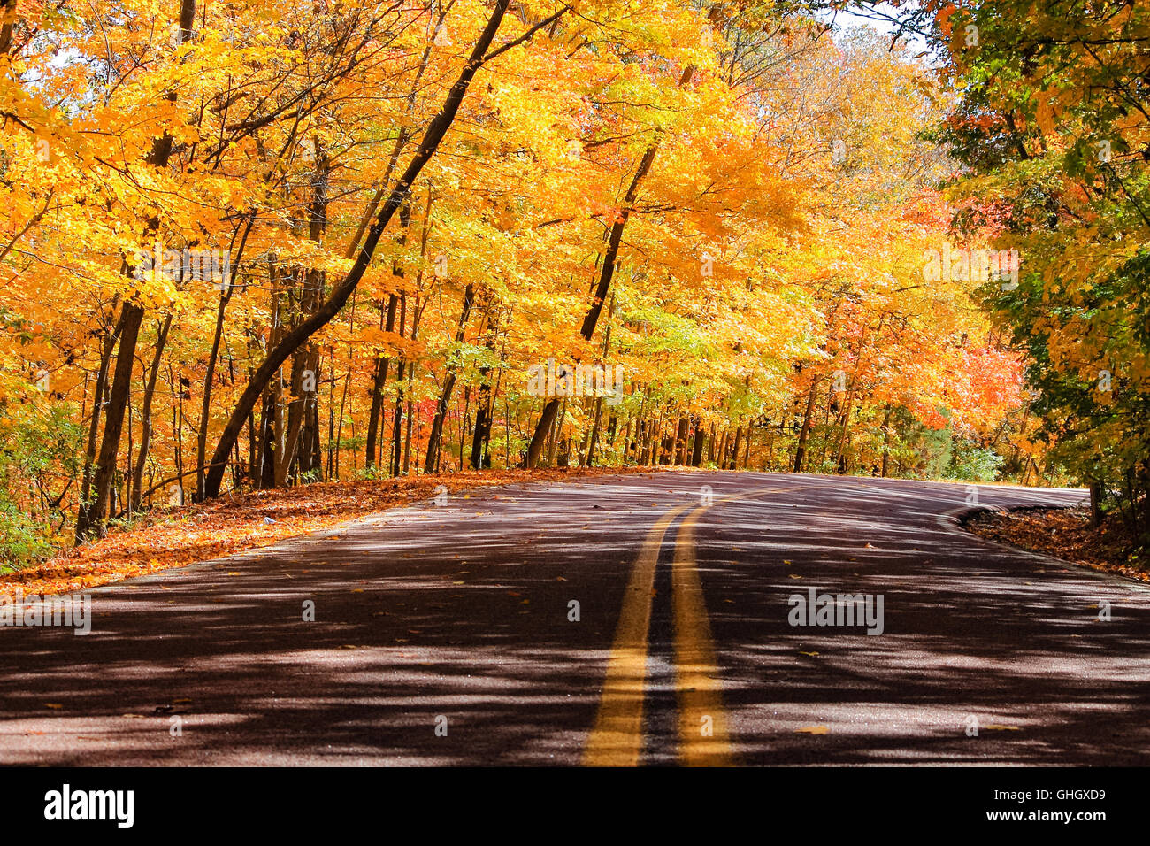 A street with a forest of trees on both sides in autumn Stock Photo - Alamy
