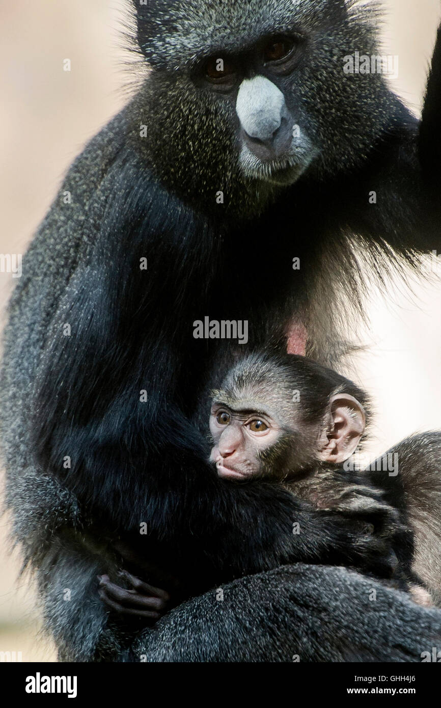 Greater spot nosed monkey hi-res stock photography and images - Alamy