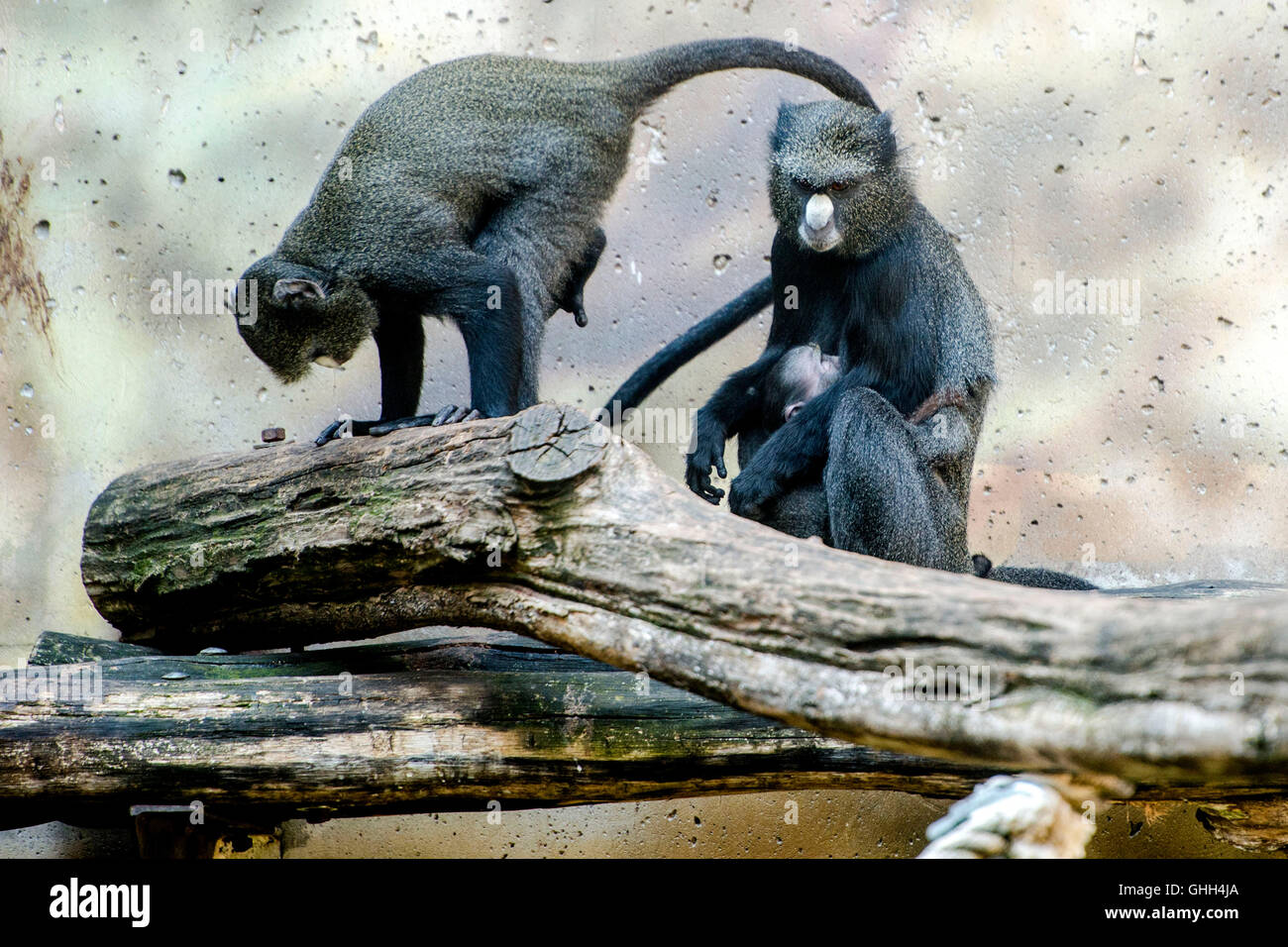 Greater spot nosed monkey hi-res stock photography and images - Alamy