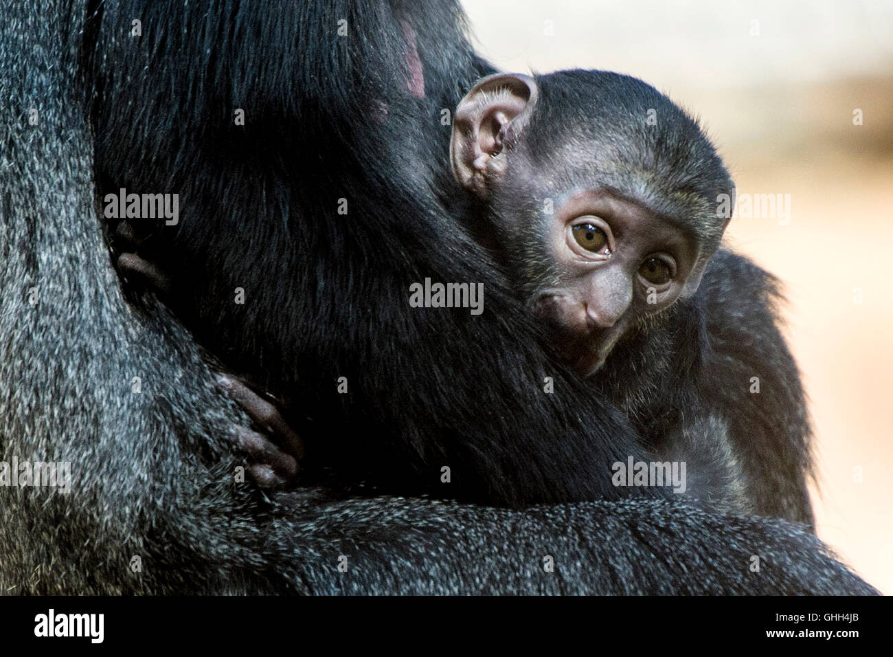 Greater spot nosed monkey hi-res stock photography and images - Alamy