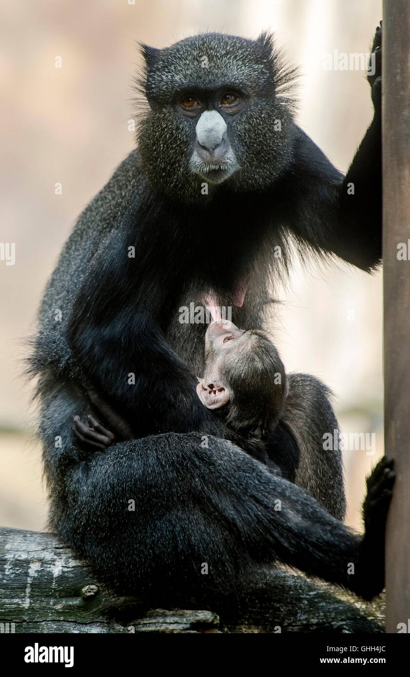 Greater spot nosed monkey hi-res stock photography and images - Alamy