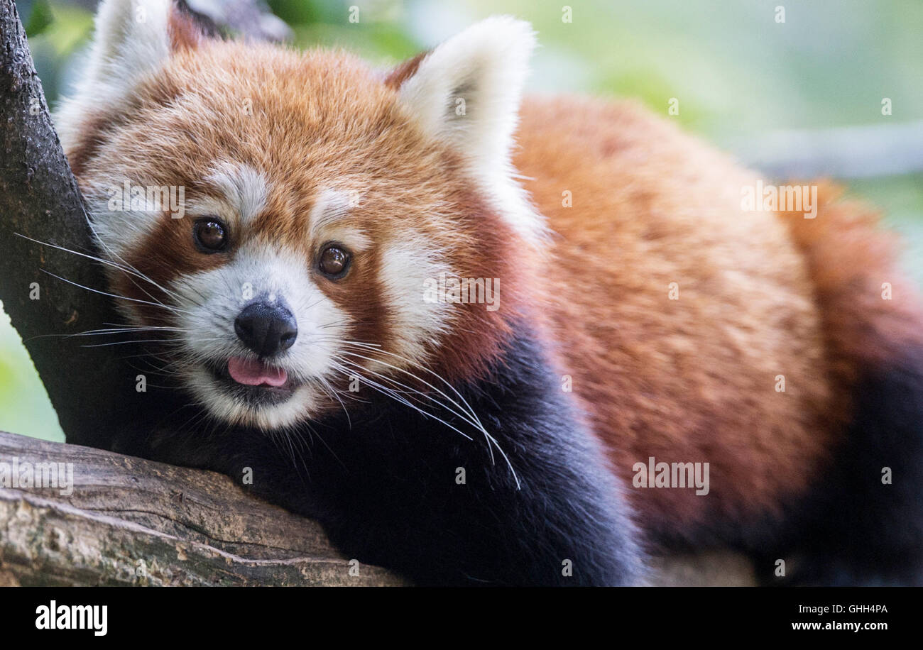 Berlin, Germany. 14th Sep, 2016. A red panda relaxes in his animal ...