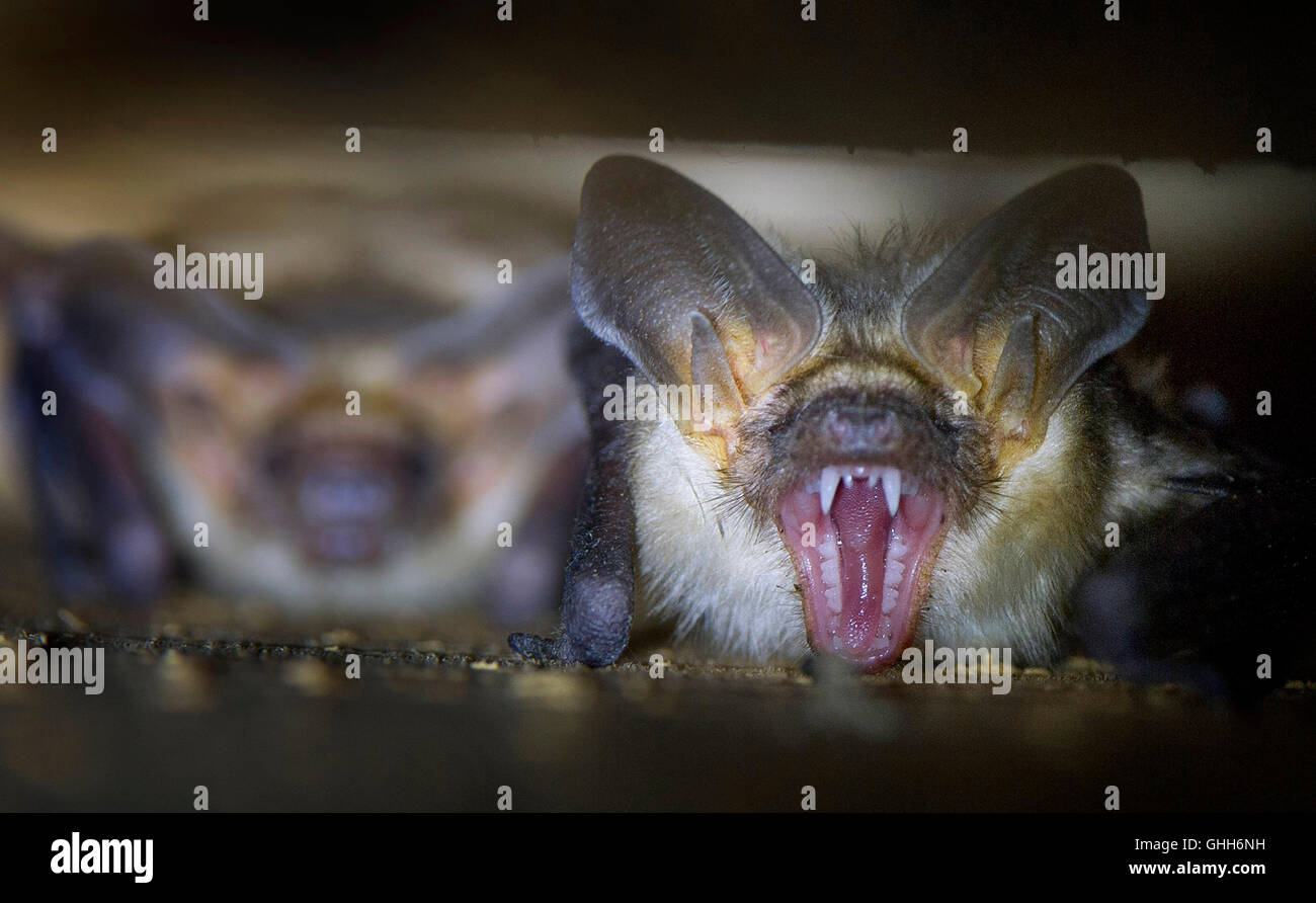 Little brown bats hi-res stock photography and images - Alamy