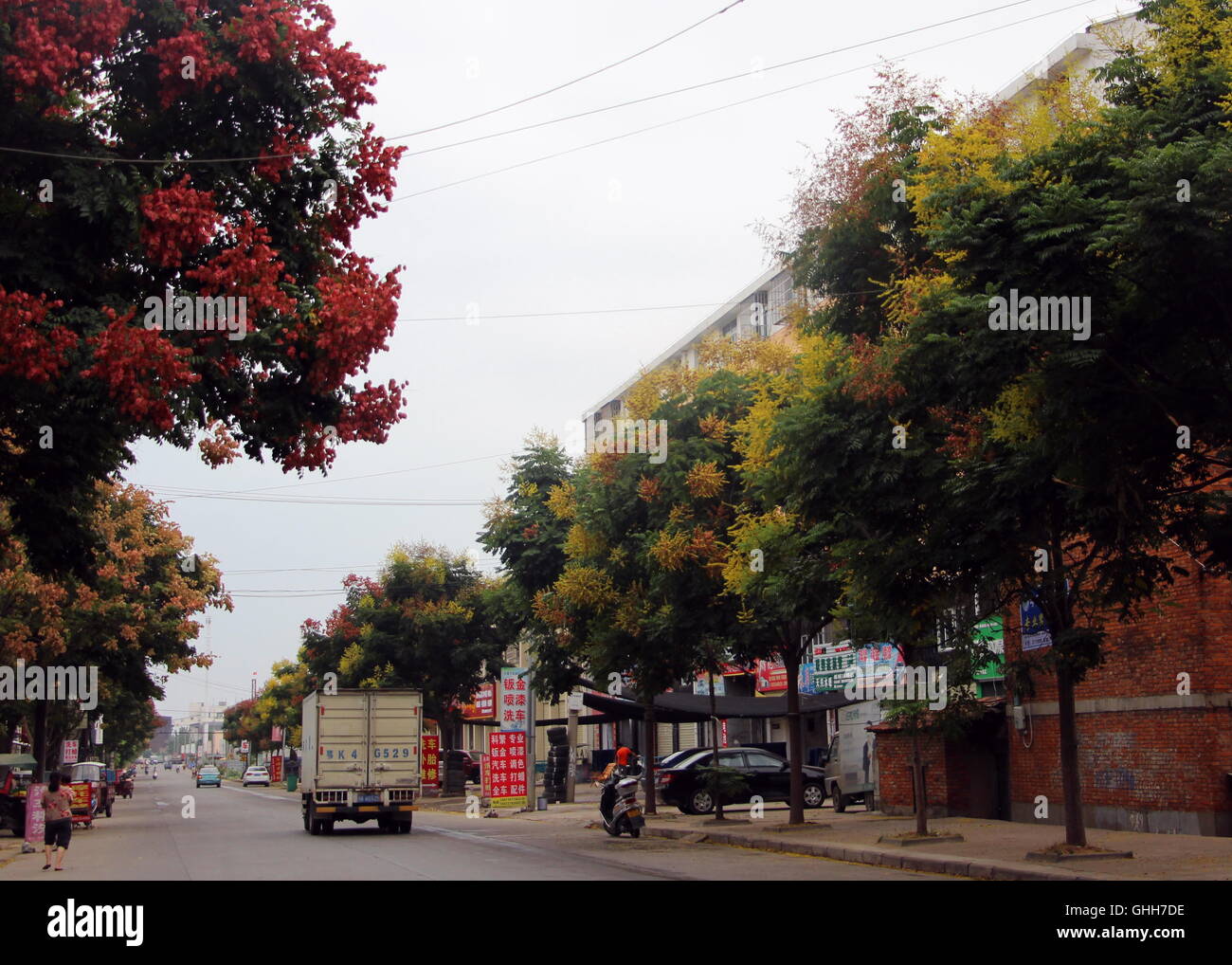 Xiaogan, Xiaogan, China. 27th Sep, 2016. The phoebe trees start to ...
