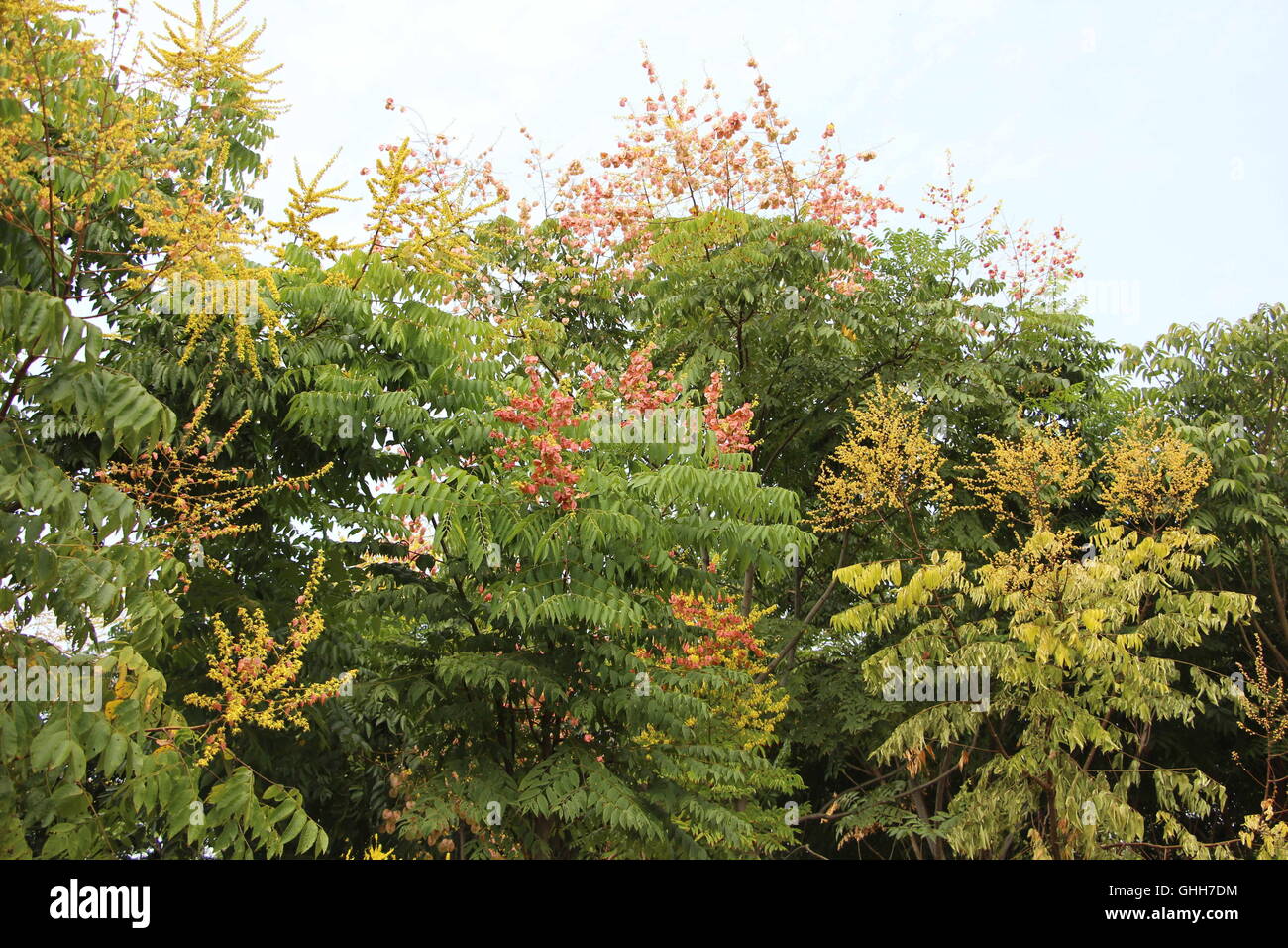 Xiaogan, Xiaogan, China. 27th Sep, 2016. The phoebe trees start to ...