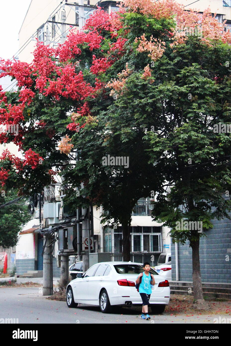 Xiaogan, Xiaogan, China. 27th Sep, 2016. The phoebe trees start to ...