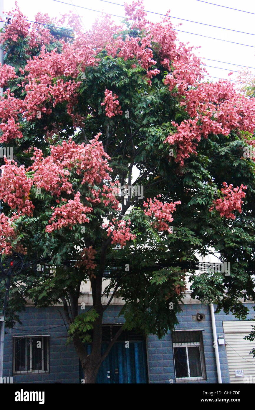 Xiaogan, Xiaogan, China. 27th Sep, 2016. The phoebe trees start to ...