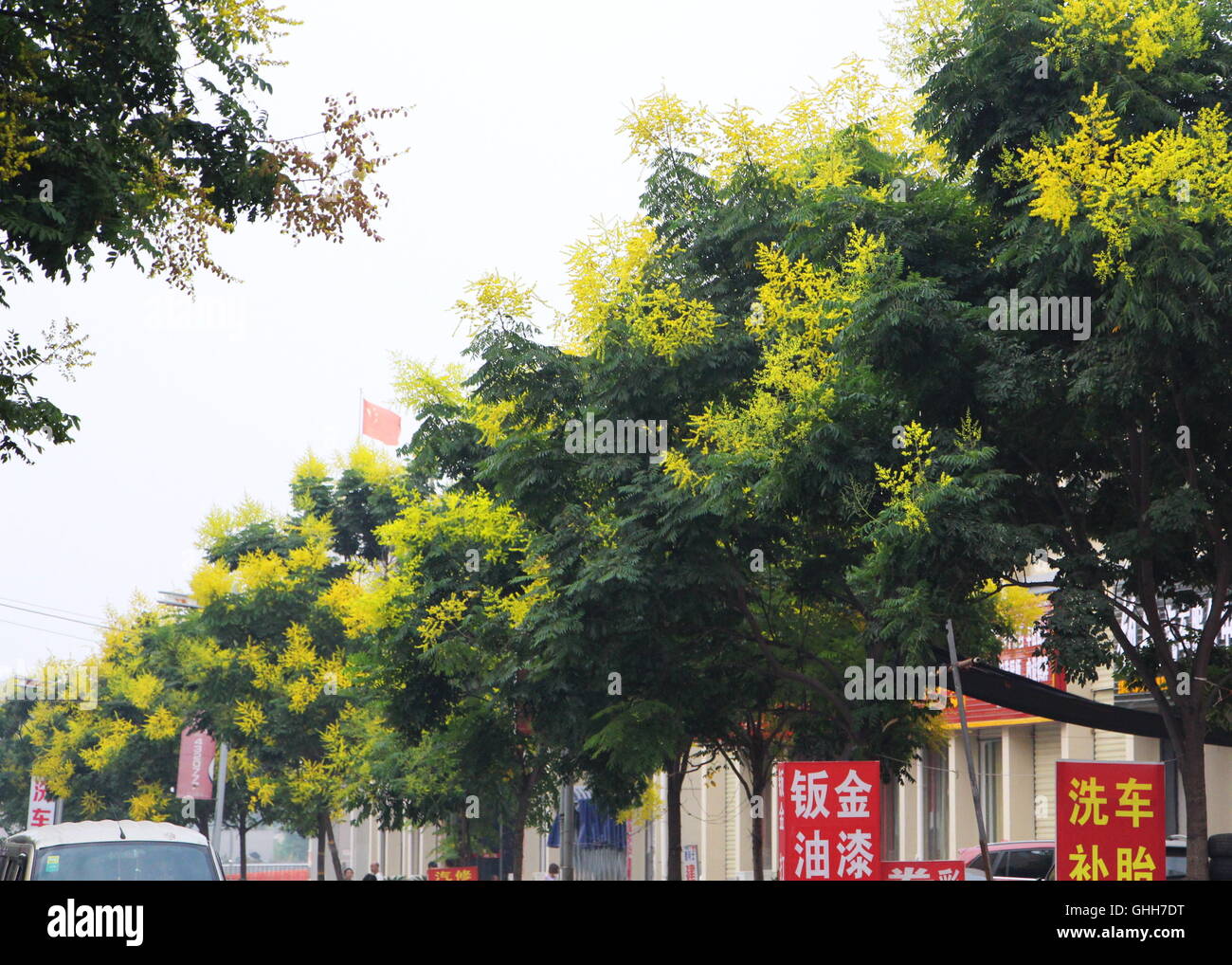 Xiaogan, Xiaogan, China. 27th Sep, 2016. The phoebe trees start to ...