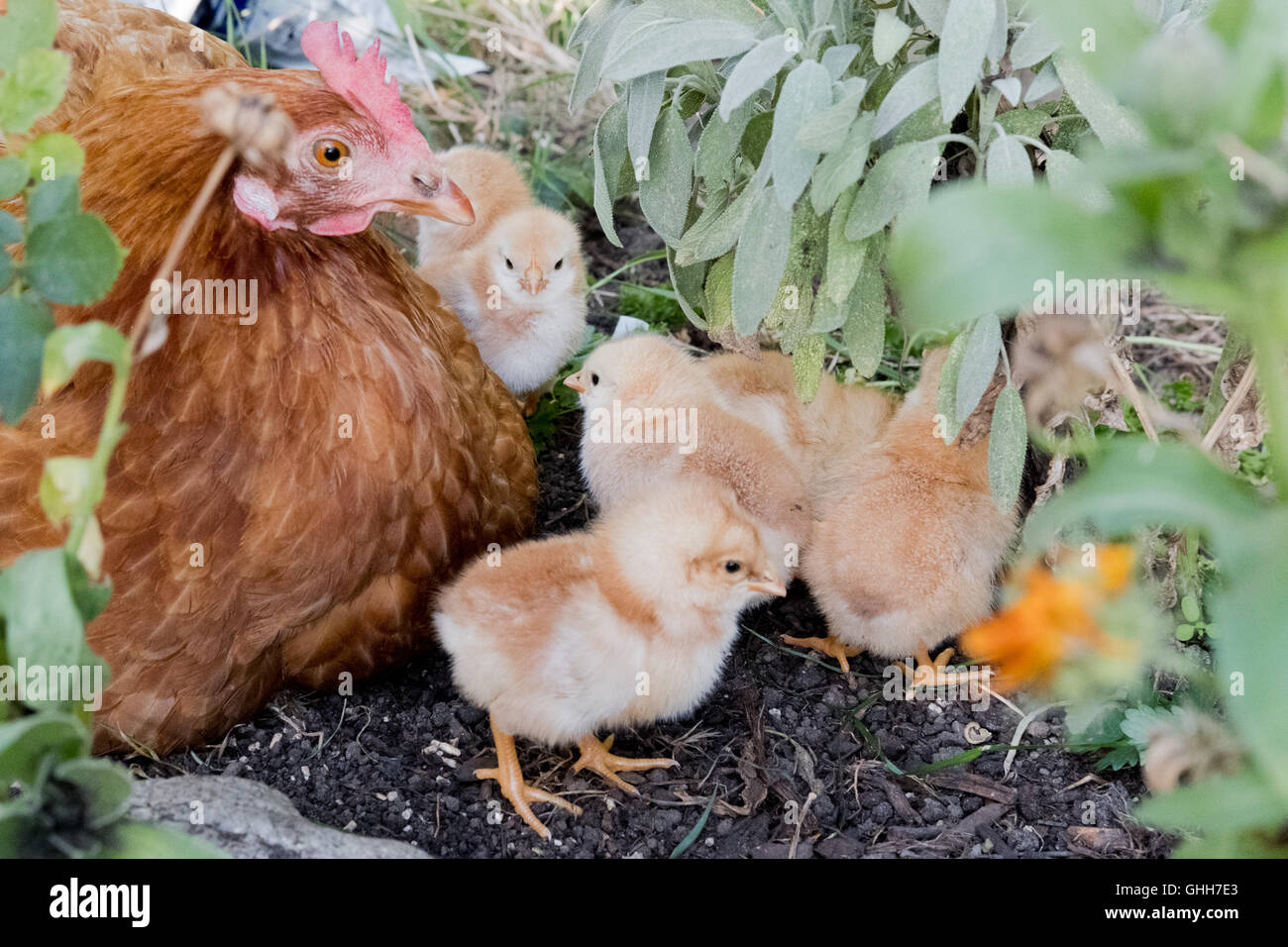 Hanover, Germany. 27th Sep, 2016. Young, newly born chicks standing ...