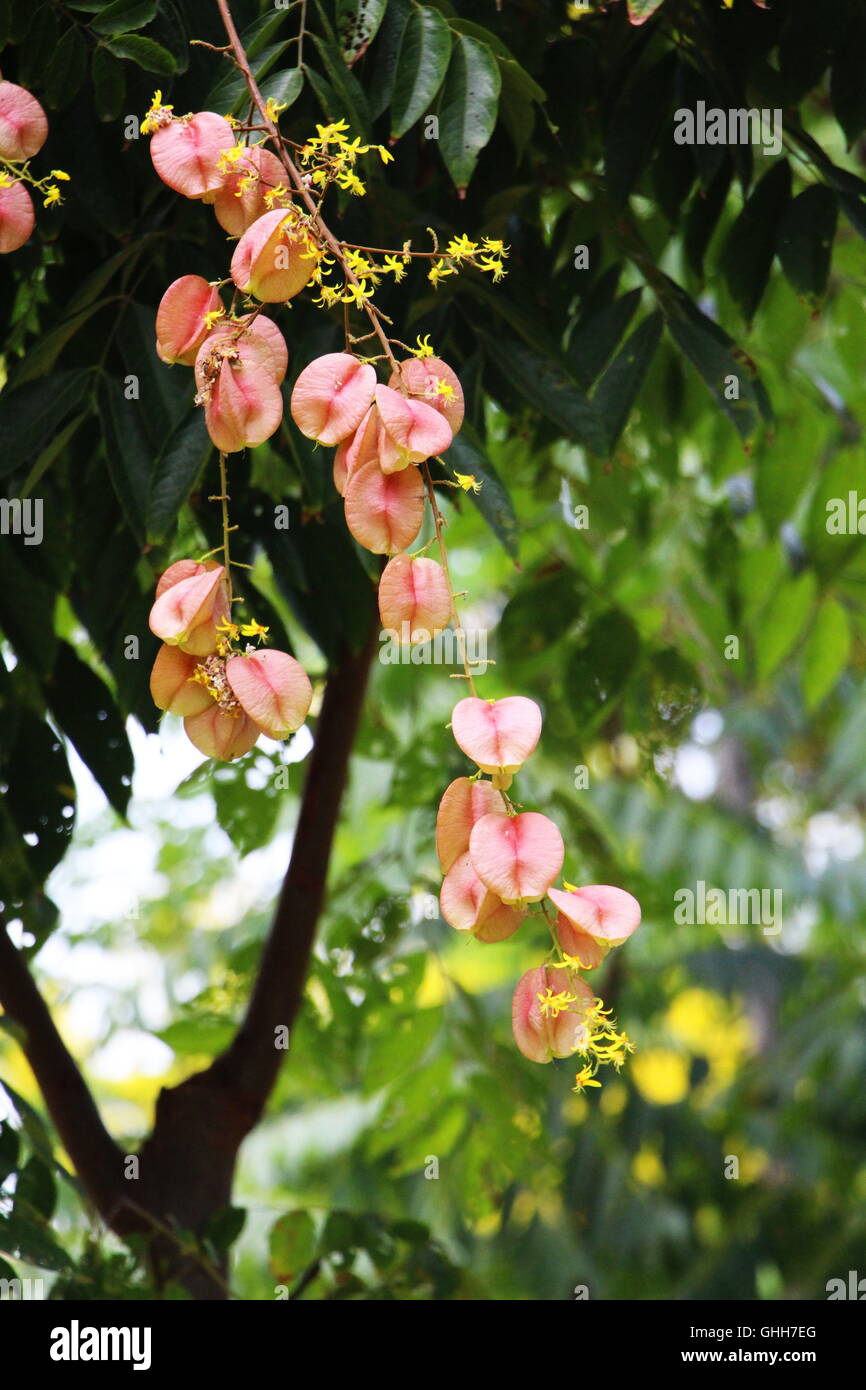 Xiaogan, Xiaogan, China. 27th Sep, 2016. The phoebe trees start to ...