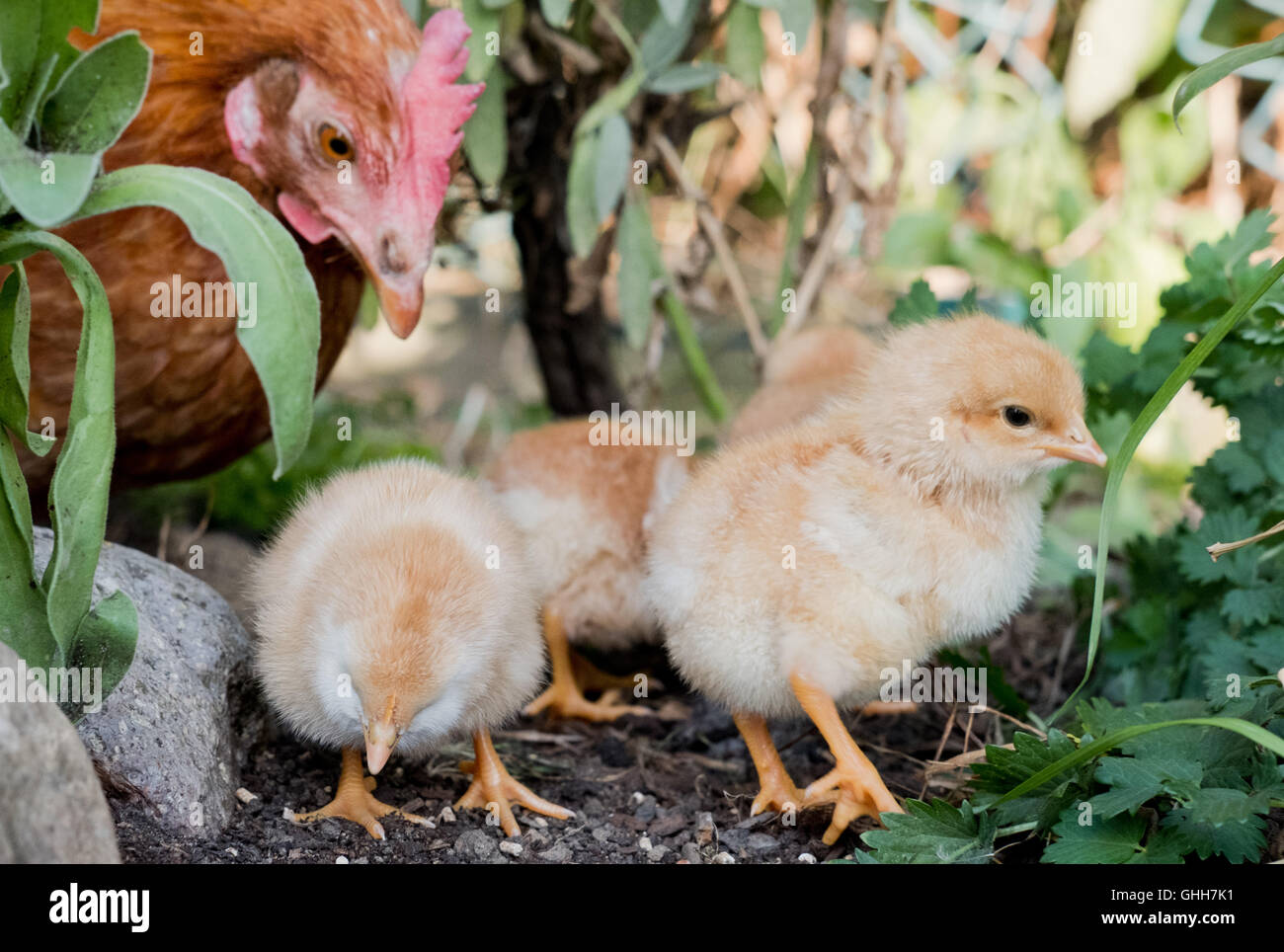 Hanover, Germany. 27th Sep, 2016. Young, newly born chicks standing ...