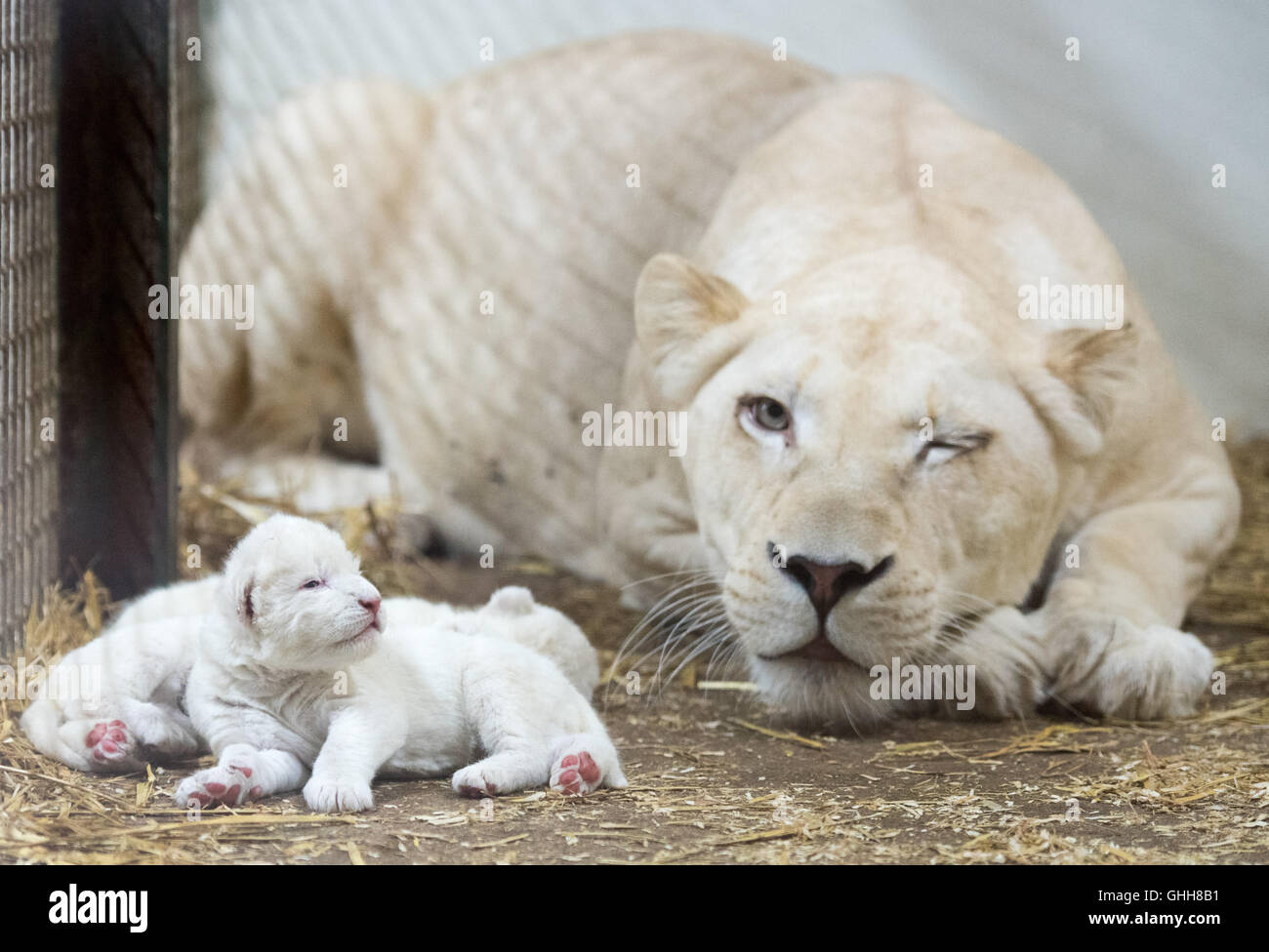 White Liger Baby