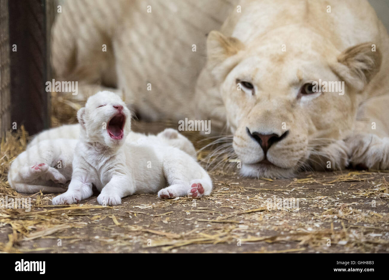 Hodenhagen, Germany. 26th Sep, 2016. HANDOUT - Three small white lion ...
