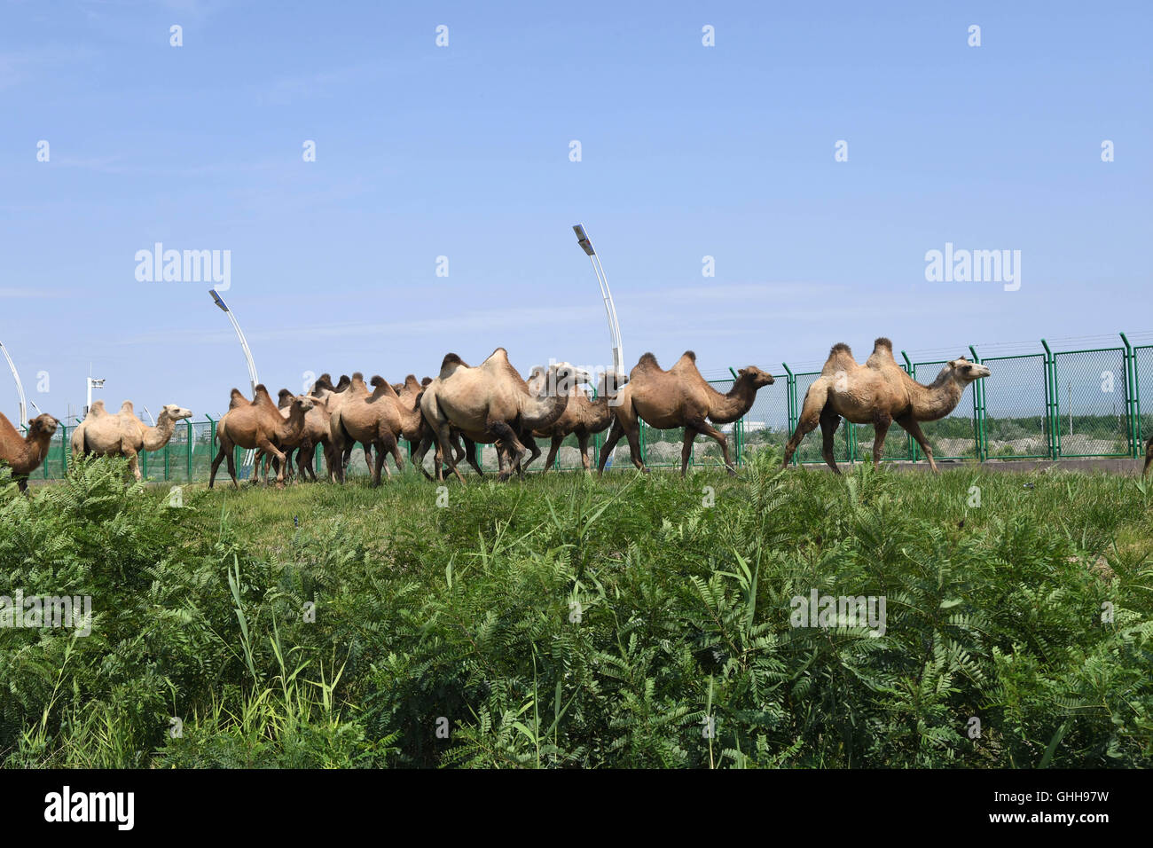 Urumqi. 28th July, 2016. Camels walk by railway at the Alataw Pass in ...