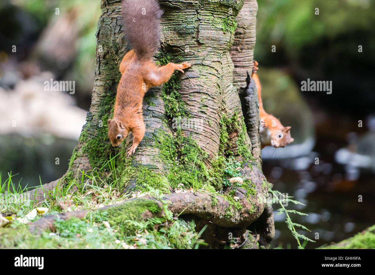 Shap, Cumbria, 28th September 2016. UK Weather: Red Squirrels play at ...
