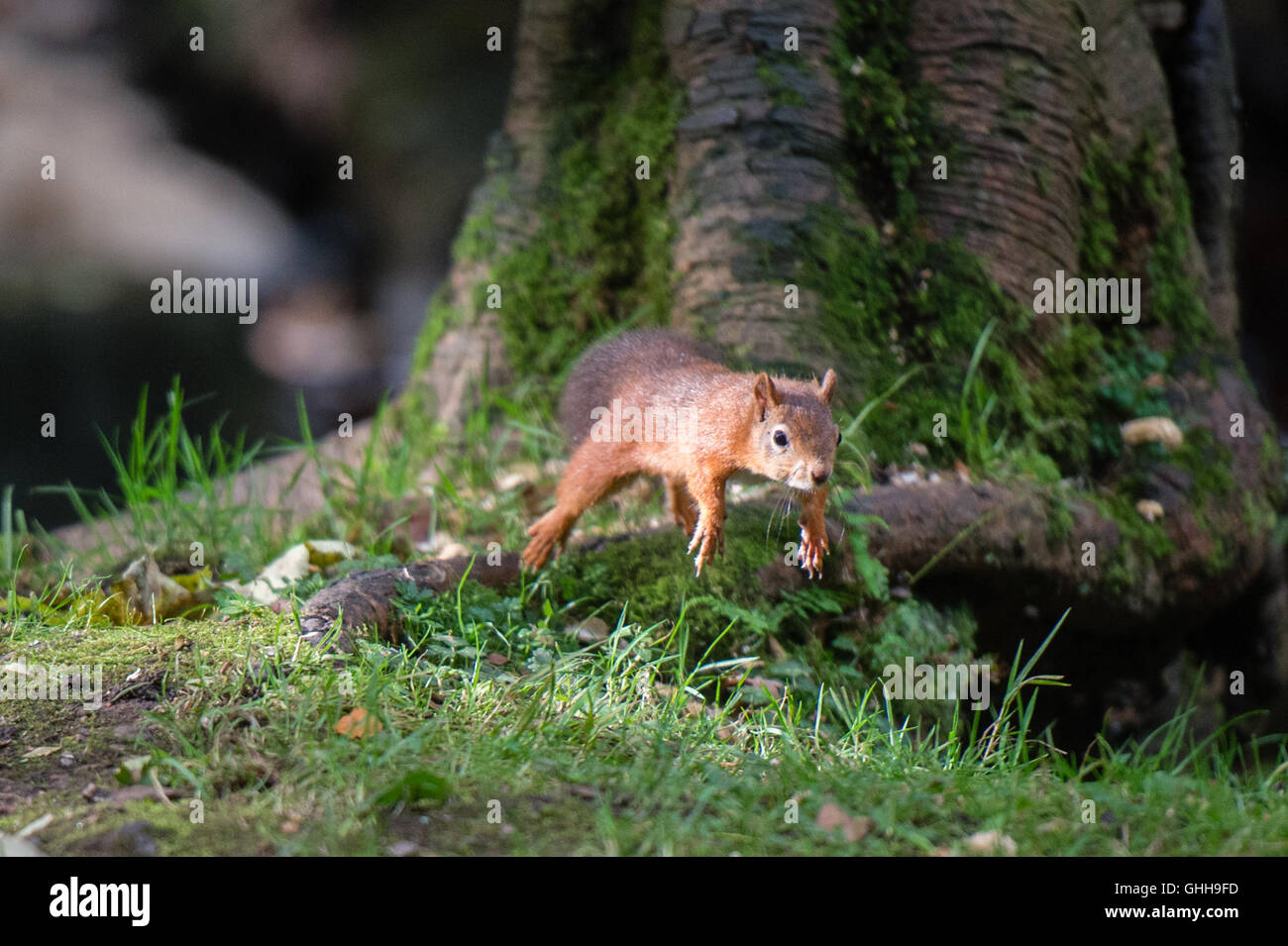Shap, Cumbria, 28th September 2016. UK Weather: Red Squirrels play at ...