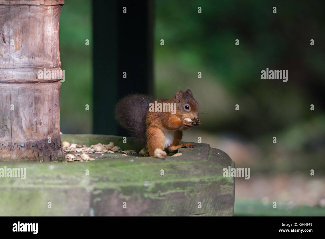 Shap, Cumbria, 28th September 2016. UK Weather: Red Squirrels play at ...