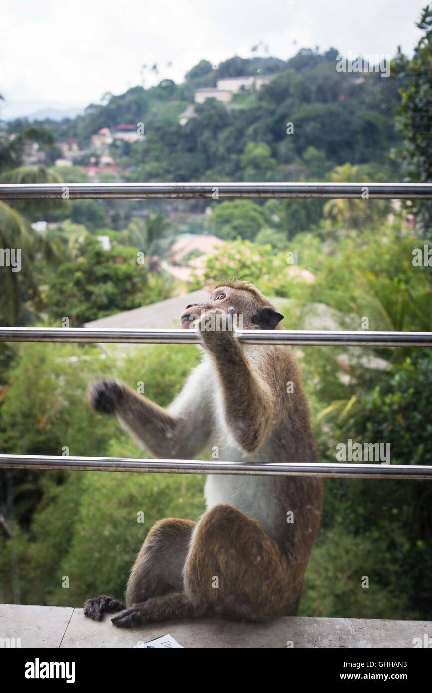 Colombo, Sri Lanka. 17th Apr, 2016. A monkey dangles from the balcony ...