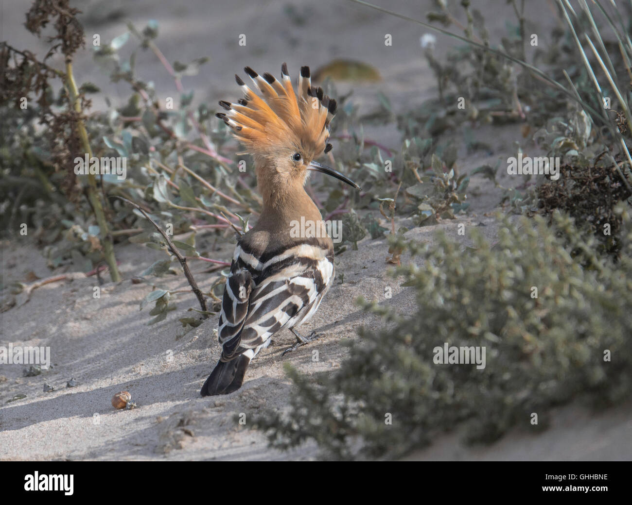 Slightly rounded top hi-res stock photography and images - Alamy
