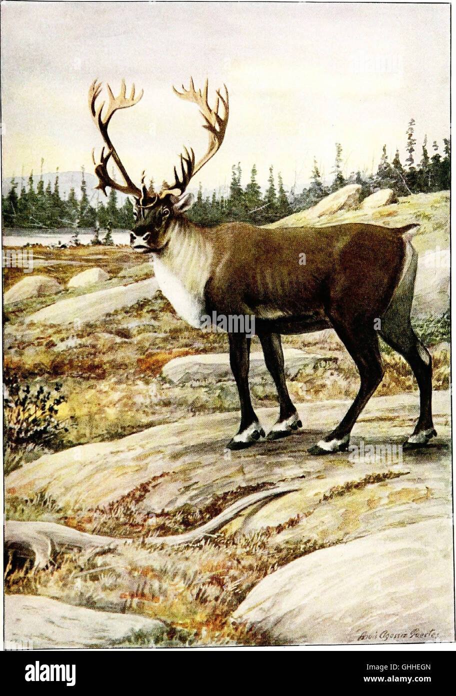 'The Larger North American Mammals' (1916) provides an in-depth look at ...