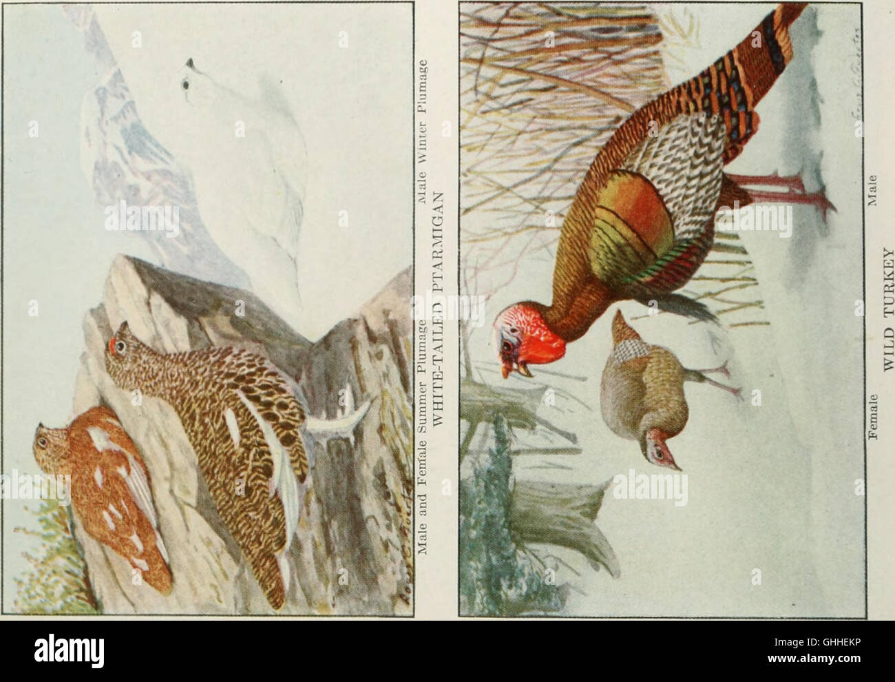 'The Book of Birds' (1921) is an illustrated guide to common birds ...