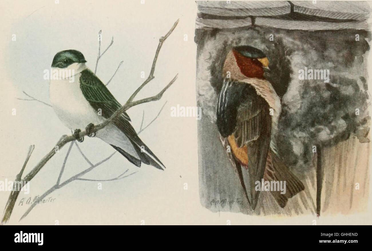 'The Book of Birds' (1921) provides detailed descriptions and ...