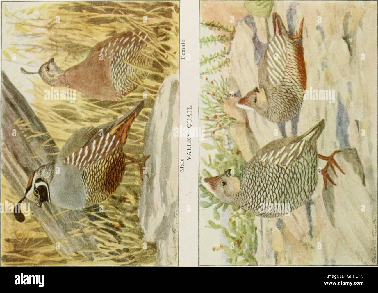 *The Book of Birds* (1921) provides a comprehensive guide to common ...