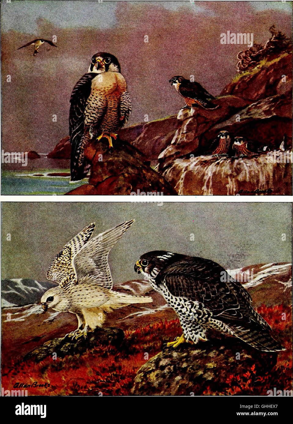 This 1920 work explores falconry, the ancient sport traditionally ...