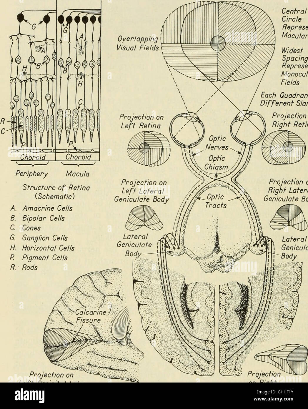 'Biophysical Science' (1962) explores the intersection of biology and ...