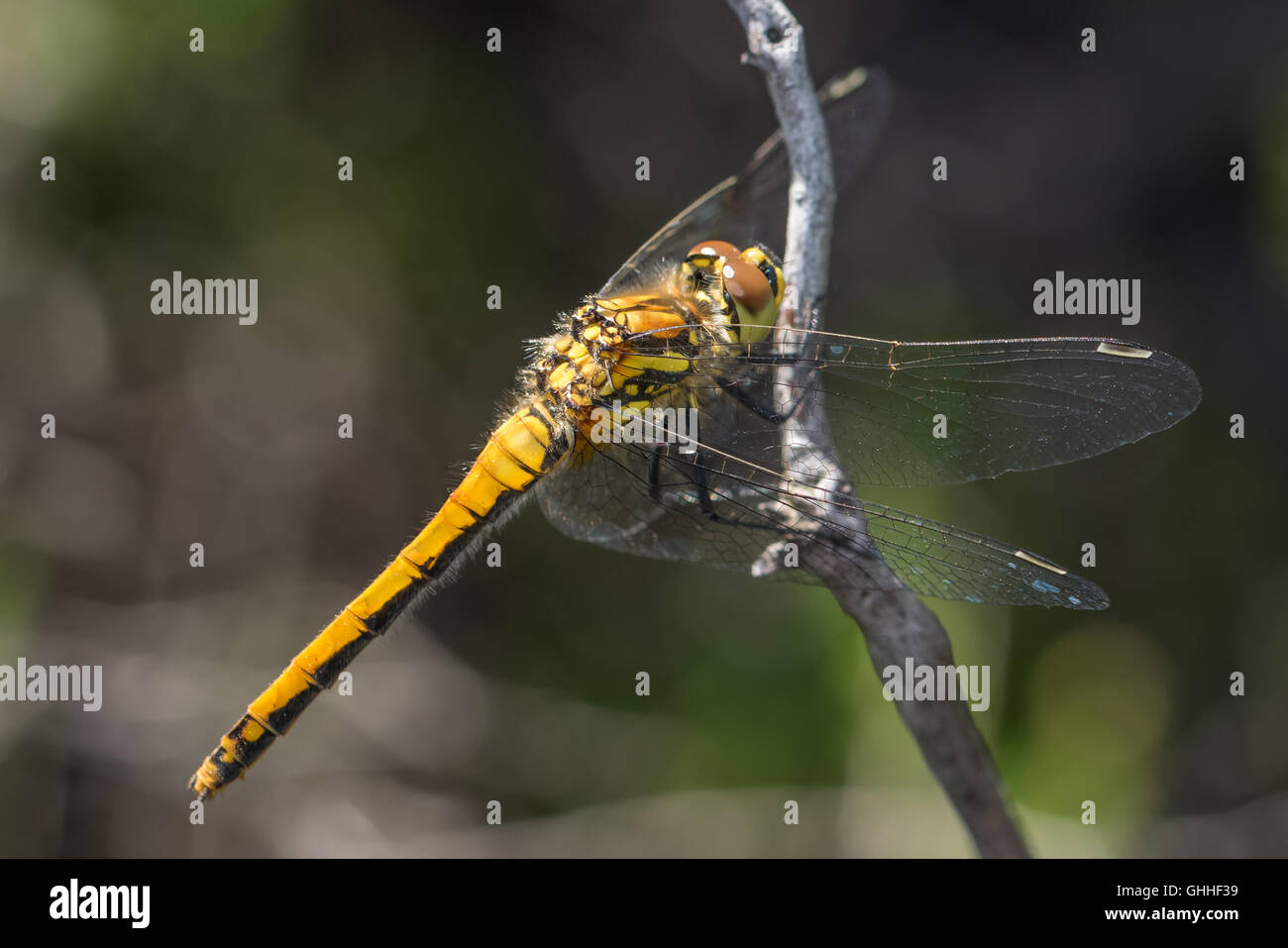 Female Black Darter dragonfly (Sympetrum danae) perched on a twig Stock ...