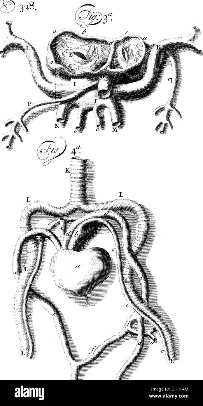 Anatomical detailing Black and White Stock Photos & Images - Alamy