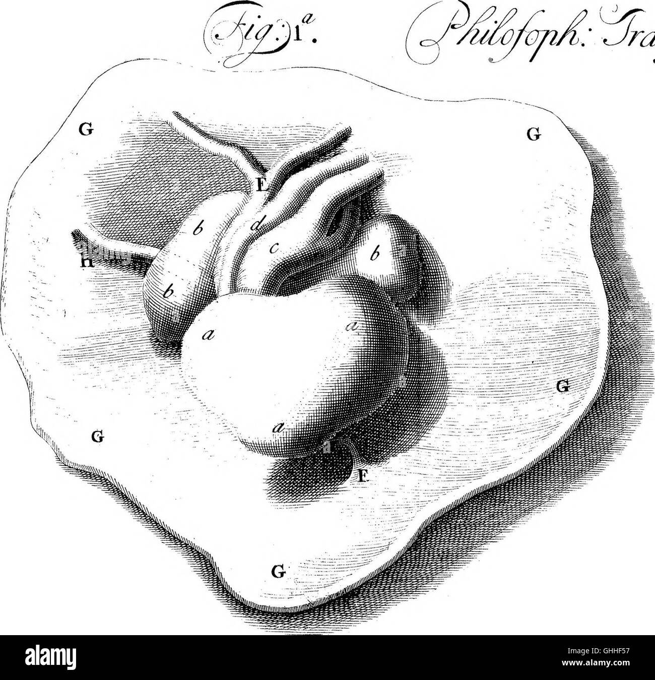 An Anatomical Description of the Heart of Land Tortoises from America ...