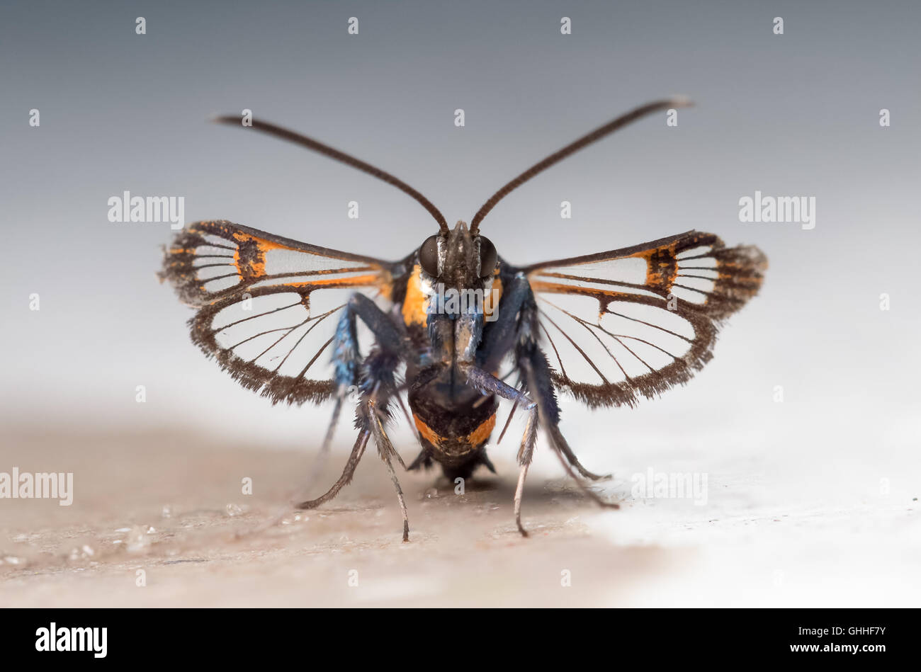 Red-tipped Clearwing moth(Synanthedon formicaeformis). Front view Stock ...